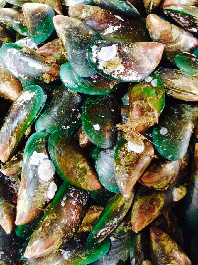 Cockle stock image. Image of fresh, ingredients, mussel - 54824839