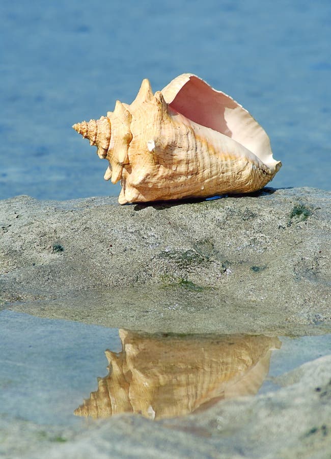 Cockle-shell stock image. Image of covering, three, curled - 4680197