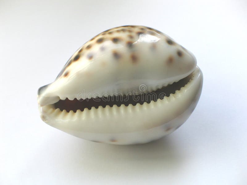 Cockle-shell Picture. Image: 5444828