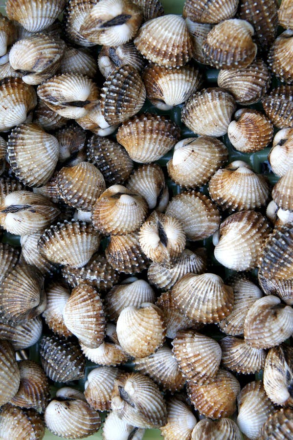 Cockle Shell Background Picture. Image: 18719506