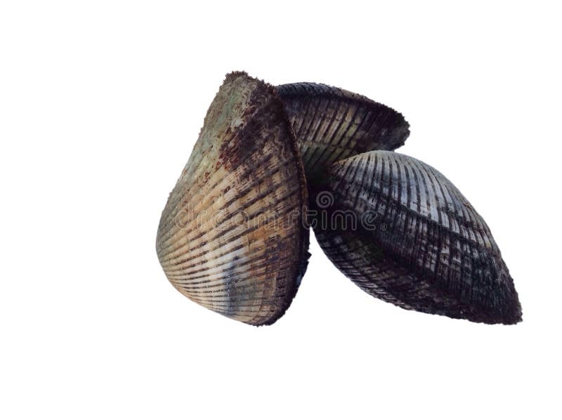 Cockle shell stock image. Image of dinner, invertebrate - 85708785