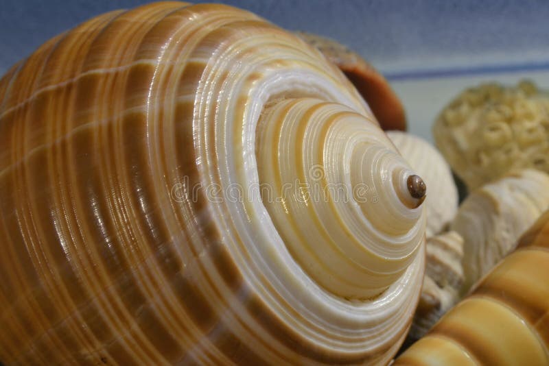 Cockle-shell stock image. Image of nature, article, item - 35204241