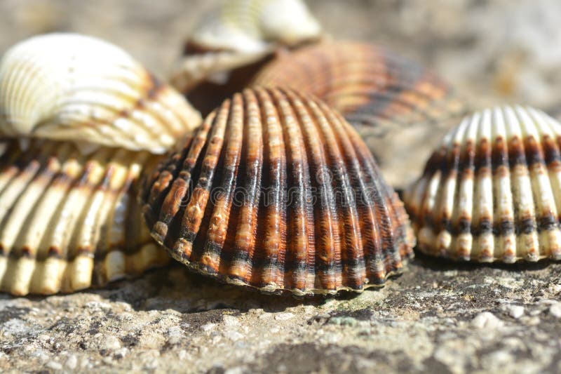 Cockle shell stock photo. Image of detail, outdoor, texture - 337517134