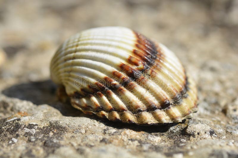 Cockle shell stock photo. Image of brown, edule, biology - 332598262