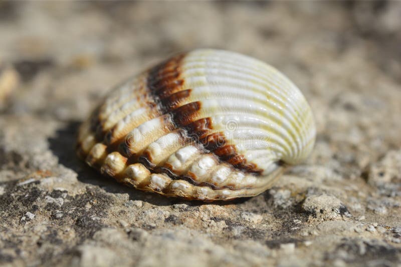 Cockle shell stock photo. Image of white, texture, brown - 336152360