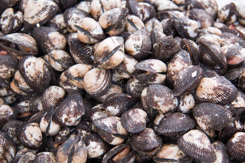 Cockle Shell for Cooking in Market Stock Photo - Image of cockles ...