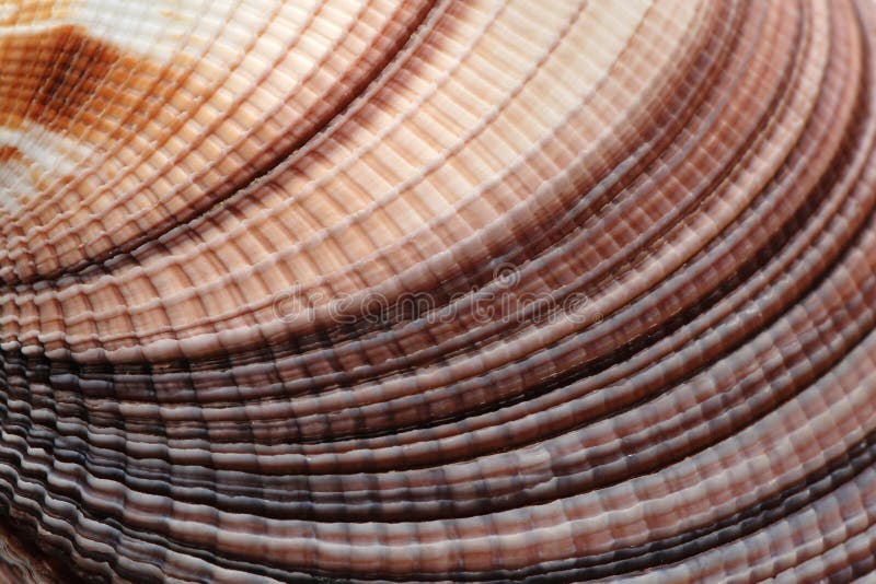 Macro shells stock image. Image of marine, element, extra - 24124741