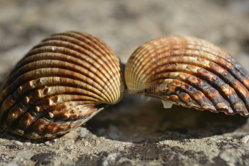 Cockle shell stock image. Image of texture, marine, natural - 337517123