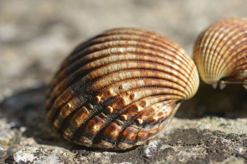 Cockle shell stock photo. Image of life, cockle, open - 340635712