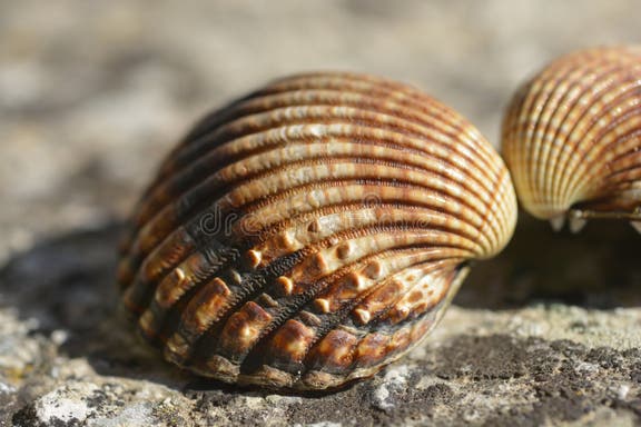 Cockle shell stock photo. Image of life, cockle, open - 340635712