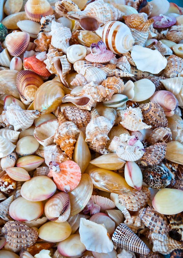Cockle-shell. stock photo. Image of greek, color, diversity - 33252258