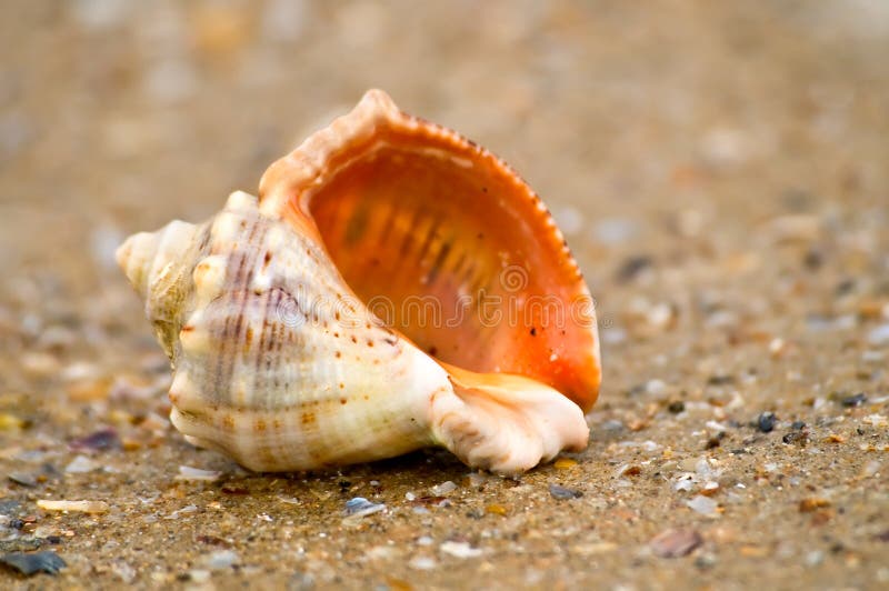 Cockle-shell stock image. Image of macro, yellow, nature - 30431895