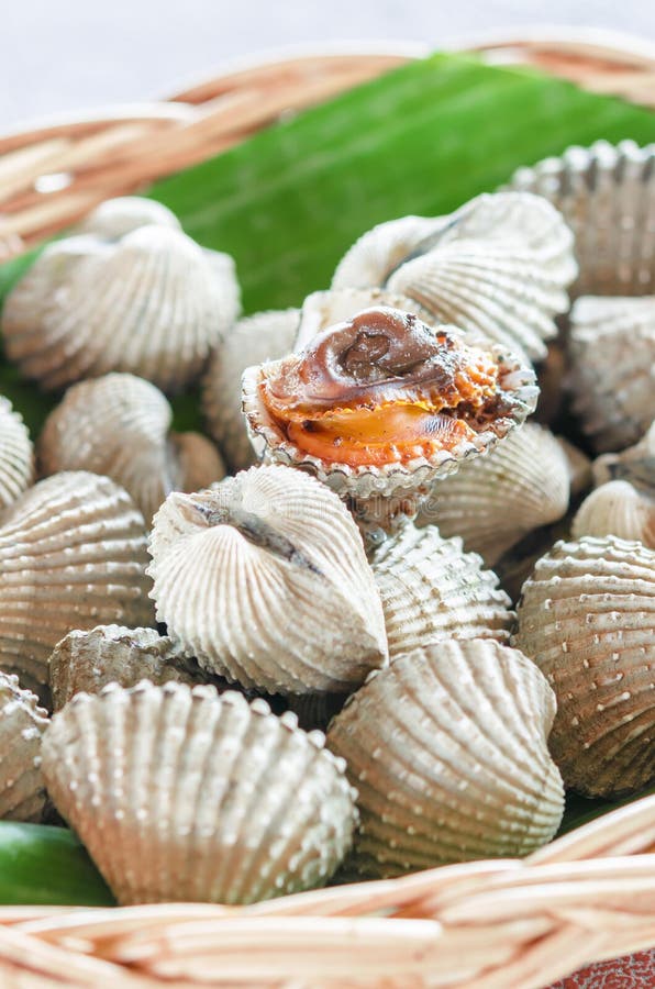 Cockle shell stock image. Image of thai, market, natural - 65609999