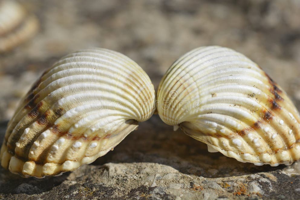 Cockle shell stock photo. Image of beach, outdoor, closeup - 348158834
