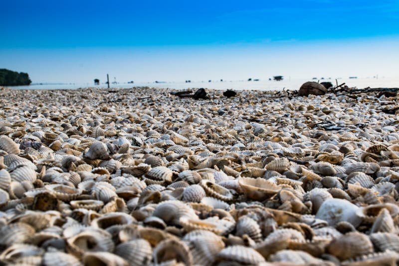 View cockle-shell. stock image. Image of homogeneous - 129353261