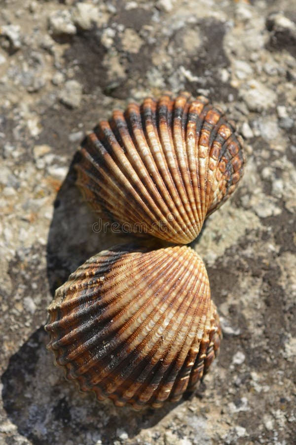 Cockle shell stock image. Image of shell, concrete, closeup - 348158849