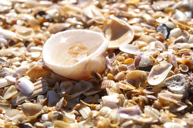 Cockle shell stock image. Image of bivalve, fish, fresh - 33283995