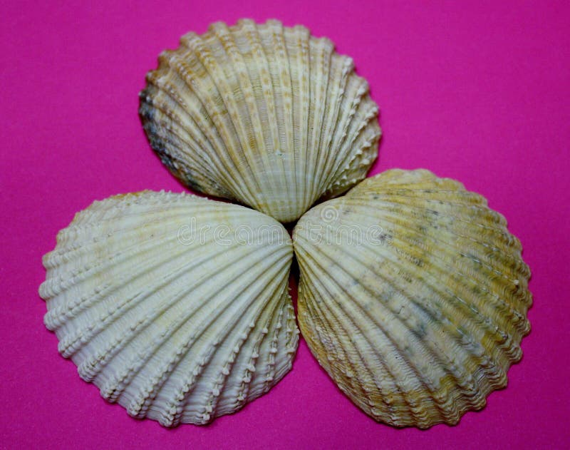 Cockle shells stock photo. Image of shell, cockle, coastal - 38936874