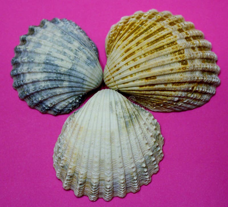 Cockle Shells On The Beach. Stock Photo - Image of large, dumfries ...
