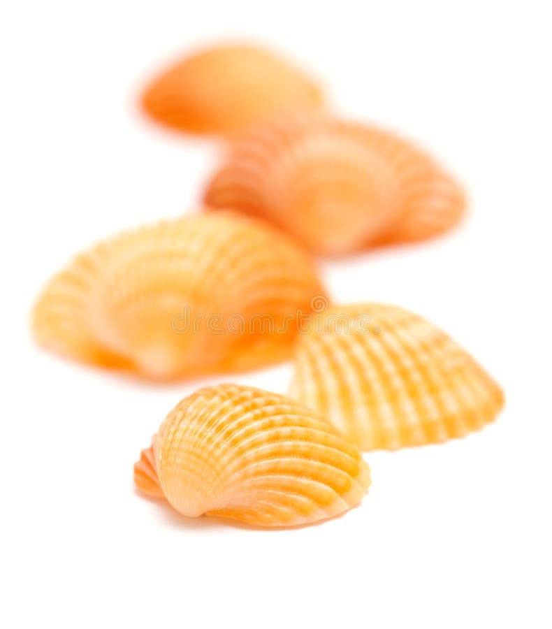 Cockle shells stock photo. Image of cockle, orange, isolated - 45160274