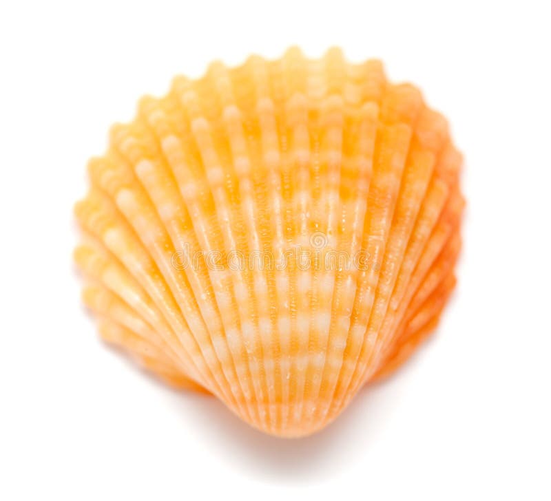 Cockle shells stock image. Image of brown, mollusc, cutout - 45160325