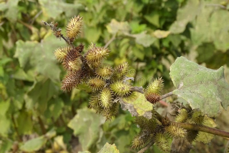 Cocklebur Seed / Common Cocklebur Stock Photo - Image of environment ...