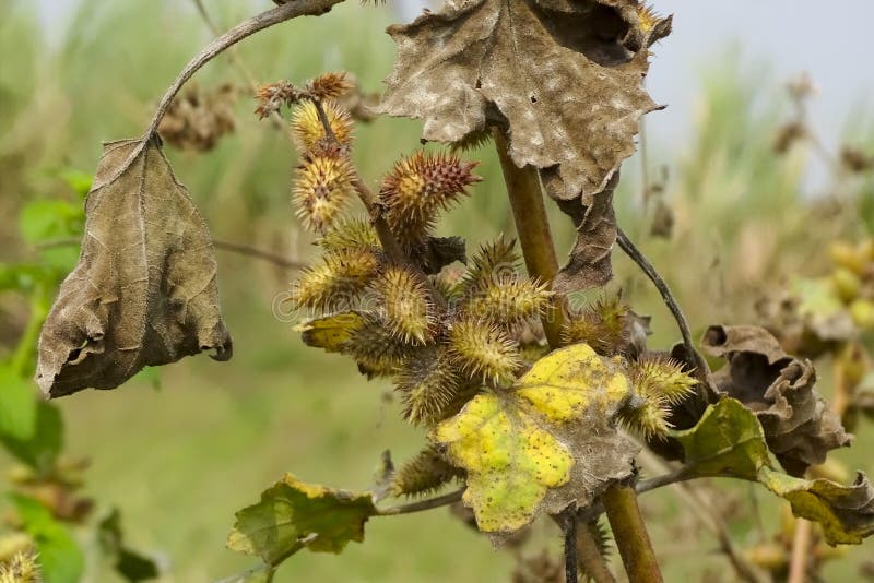 Cocklebur Seed / Common Cocklebur Stock Image - Image of field, bloom ...