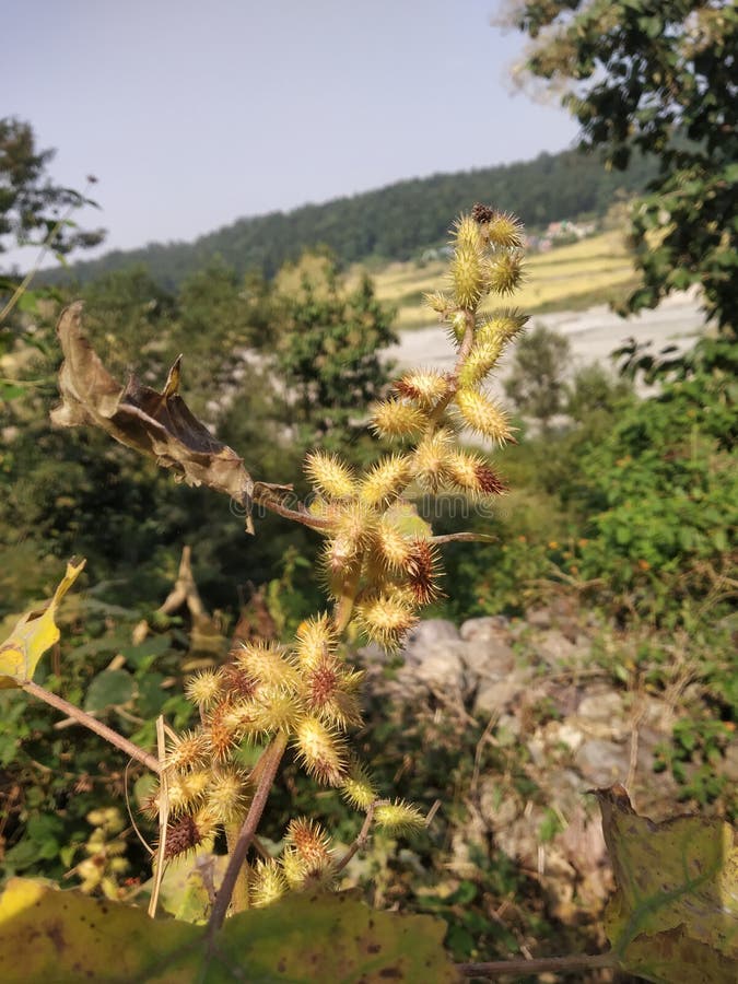 Cocklebur are Toxic in Nature Stock Photo - Image of toxic, nature ...