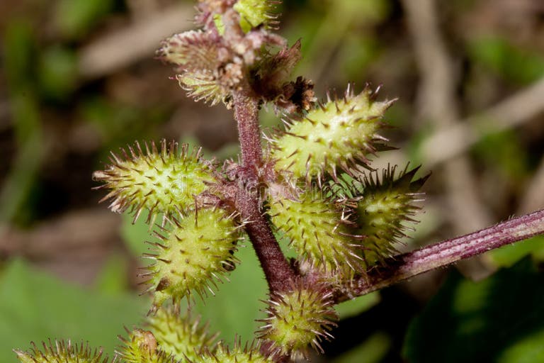 1,002 Burr Weed Stock Photos - Free & Royalty-Free Stock Photos from ...