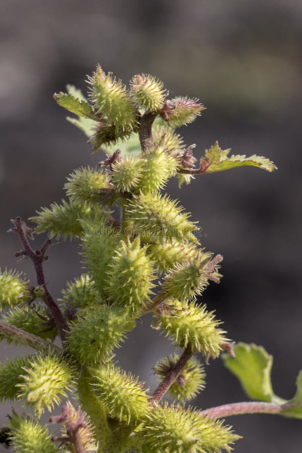 Cocklebur Xanthium Strumarium Stock Image - Image of forestry ...