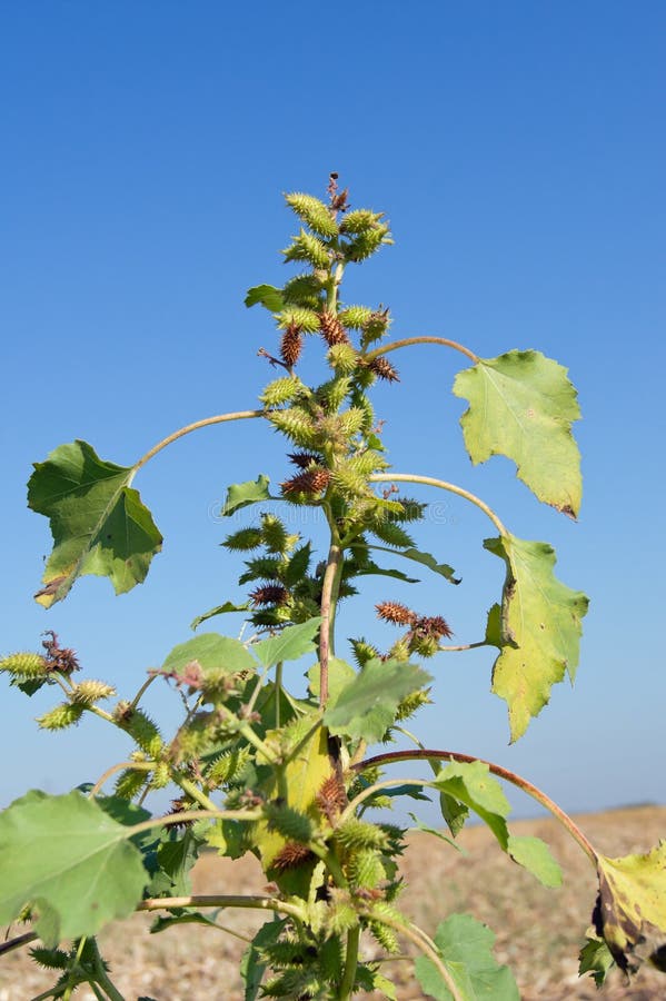Cocklebur (Xanthium Strumarium) Stock Photo - Image of field, plant ...