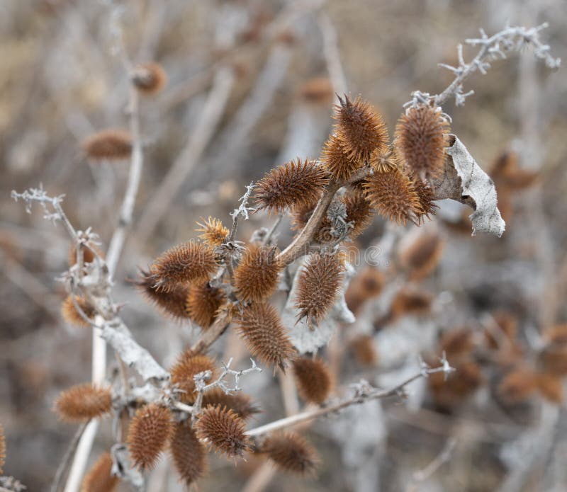 Cockleburs in a Texas Autumn Stock Photo - Image of clingy, cockleburs ...