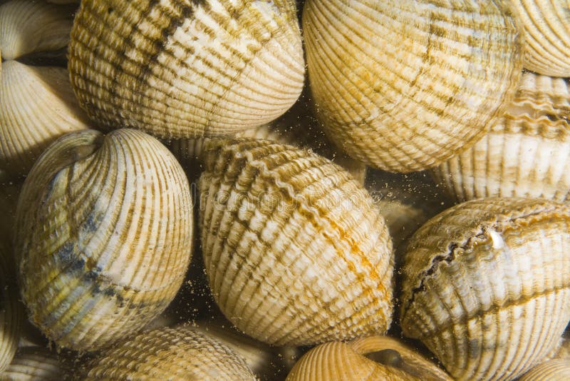 Cockles stock image. Image of breathe, fish, water, bivalve - 1470115