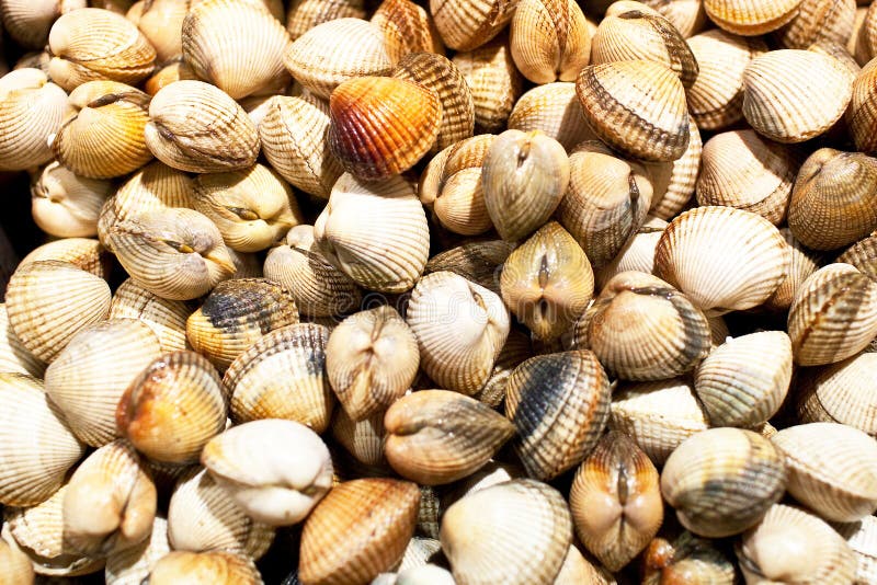 Cockles stock photo. Image of seafood, bivalve, market - 22962350