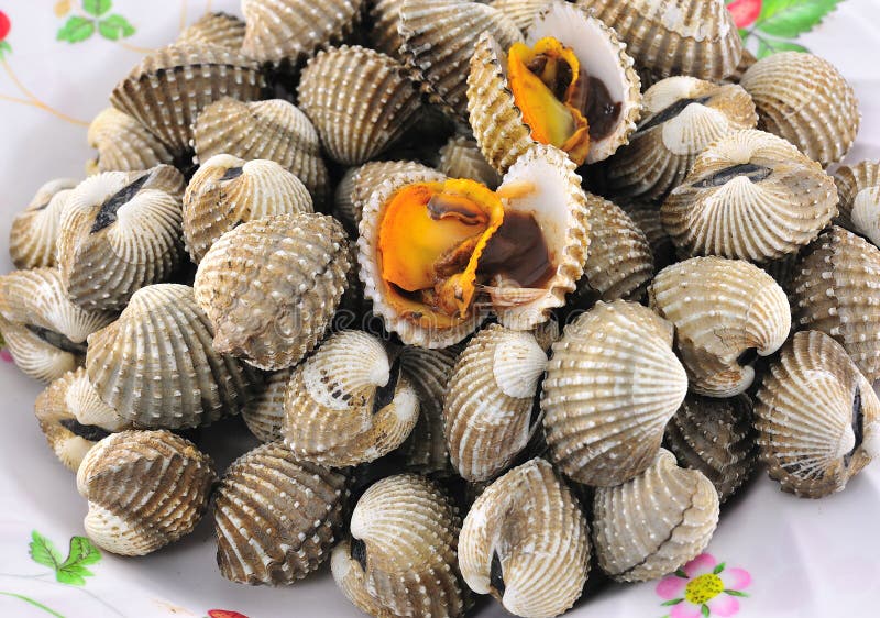 Cockles stock image. Image of fishshop, fresh, nutrition - 25756781