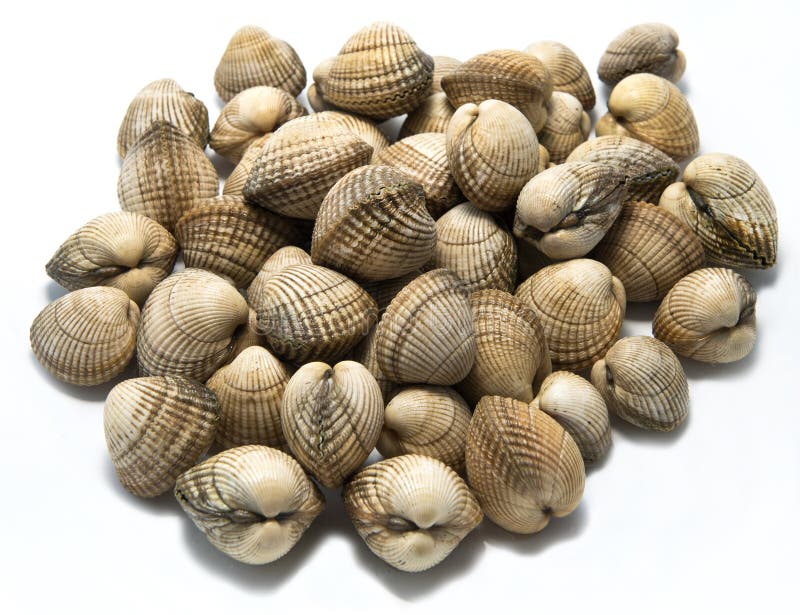Cockles stock image. Image of clams, crude, cockles, fish - 28174783