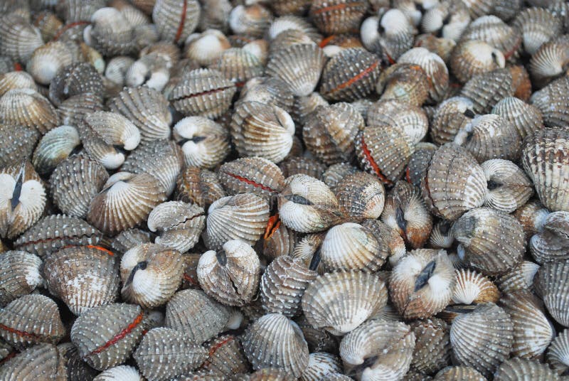 Cockles stock image. Image of fishshop, marine, beach - 28260969