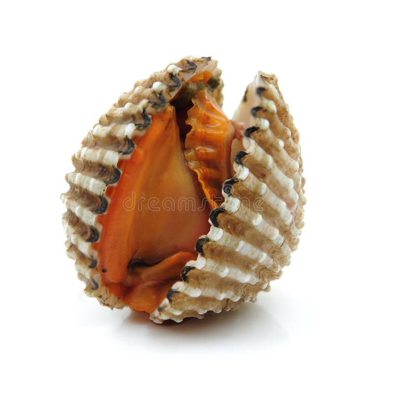 Cockles stock photo. Image of freshness, bivalve, shell - 34326076