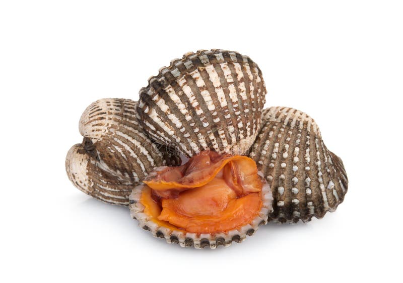 Cockles Seafood Isolated on White Stock Image - Image of marine, clams ...