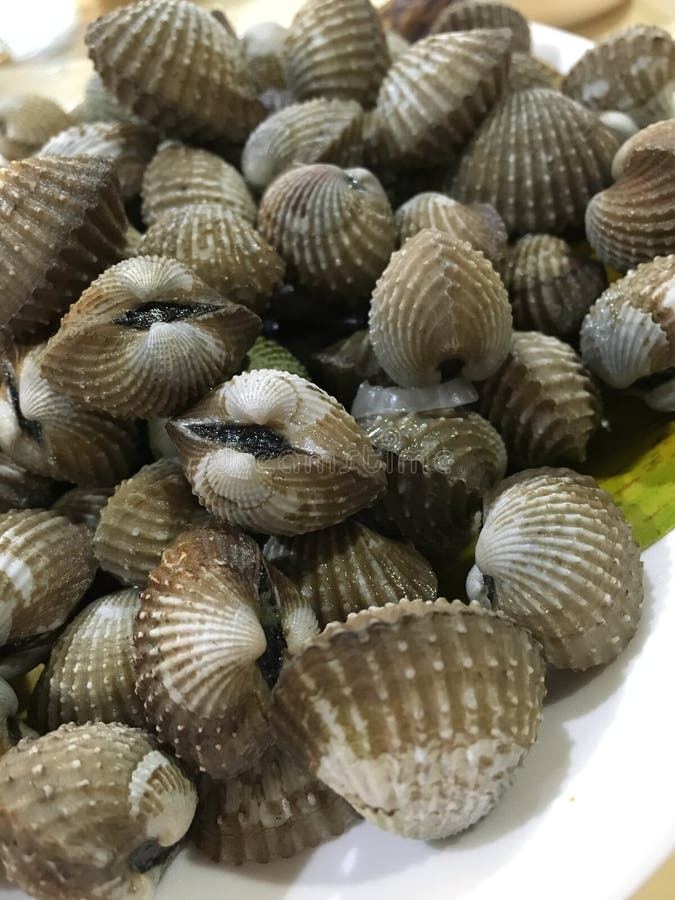 591 Saltwater Cockles Stock Photos - Free & Royalty-Free Stock Photos ...