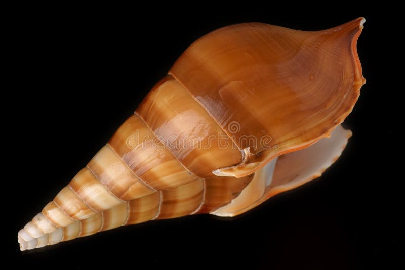 Cockleshell with reflexion stock image. Image of abstract - 10255805