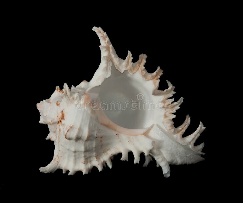 Cockleshell stock image. Image of tropical, beach, white - 11286067