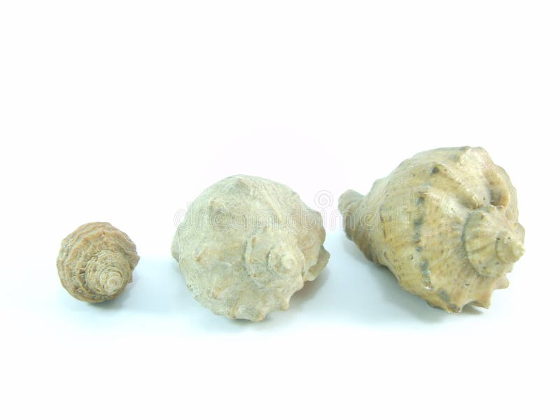 Cockleshell stock photo. Image of nature, ocean, object - 11294860