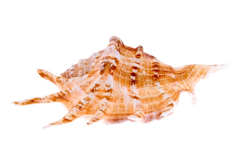 Cockleshell stock image. Image of cutout, shell, comb - 11591127