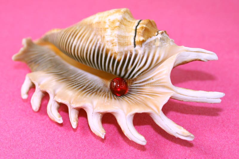 Cockleshell stock image. Image of beach, environment - 12404209