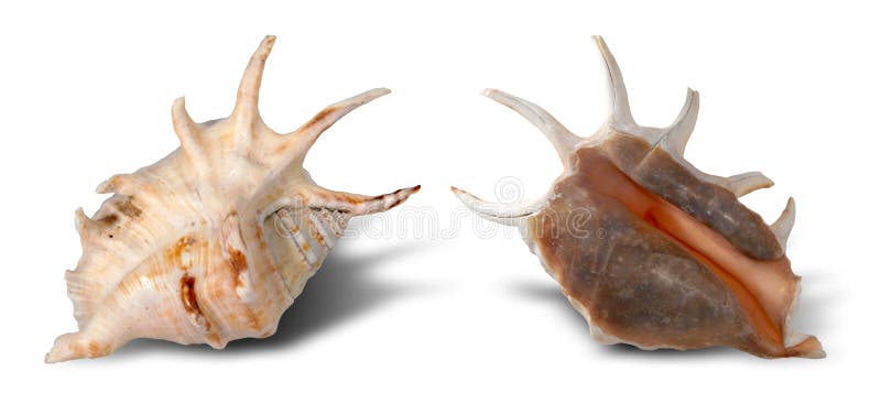 Cockleshell stock image. Image of isolated, diving, shell - 13059583
