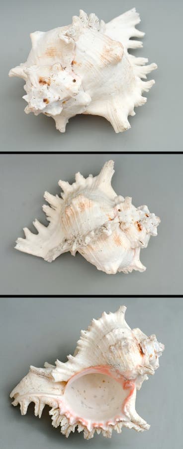 Cockleshell stock image. Image of cephalopod, chamber - 10267059