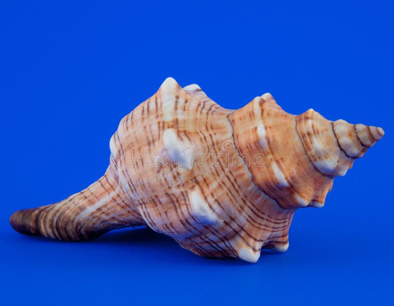 Cockleshell stock photo. Image of shadow, swirl, conch - 16806184