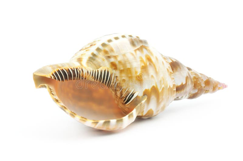 Cockleshell stock photo. Image of spiral, close, color - 18338626