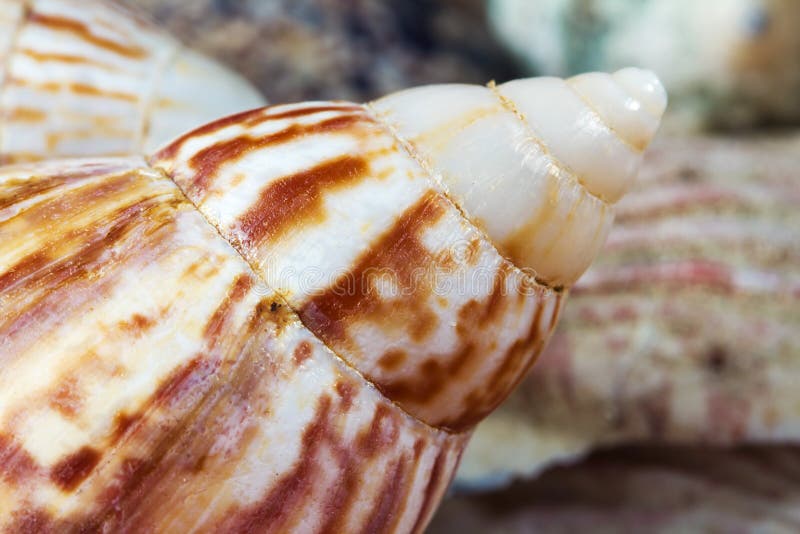 Cockleshell stock photo. Image of outdoors, relaxation - 18526134